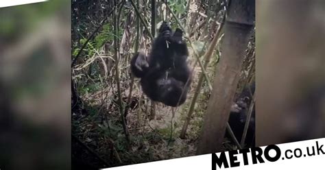 Watch Dizzy Apes Provide Clues On Human Need For Mind Altering