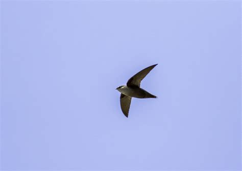 Chimney Swift Nesting Portland Or Portland Chimney Inc