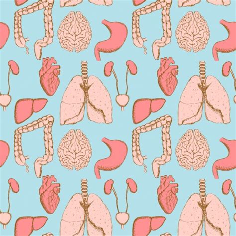 Appendix Vector Art Stock Images Depositphotos