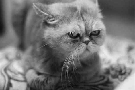 Grumpy Kitty Is Coming Back By Becasseau On Deviantart