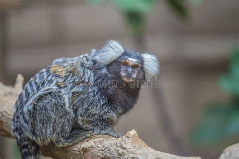 Lustiger Neugieriger Kleiner Affe Stockfoto Bild Von Ausdruck Dschungel 32990080
