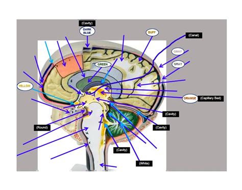Colorful Brain Sections Model Quiz