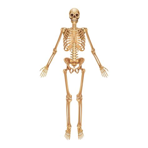 Premium Vector Human Skeleton Medical 3d Anatomical Banner Realistic