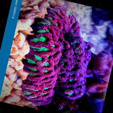 Coral Detection Object Detection Dataset V Pm By