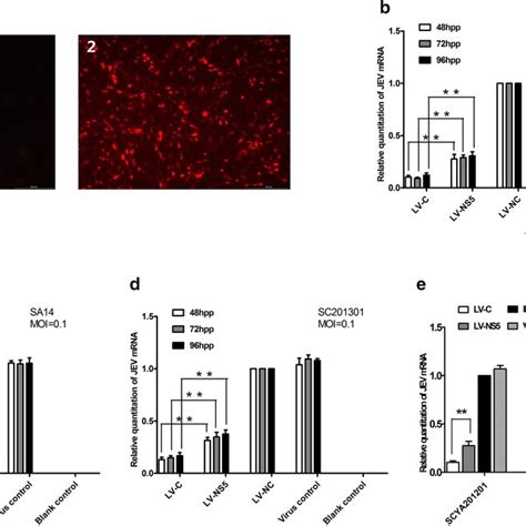 A The Infection Efficiency Of Recombinant Lentivirus 1 Blank Control