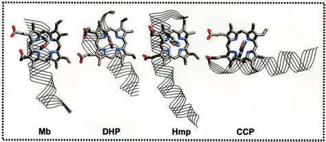 The Heme Proximal Site Structure Of Mb Pdb Code1a6k Dhppdb