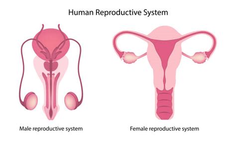 Intersex Genitalia Diagram