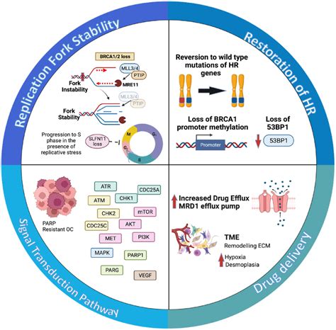 Mechanisms Of Resistance To PARPi A The Most Common Is The
