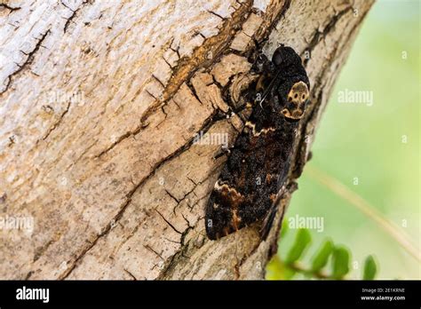 Acherontia Atropos The African Deaths Head Hawkmoth Deaths Head