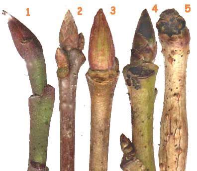 Pin by Галина Перевышина on Деревья in 2023 Tree buds Tree identification Tree id