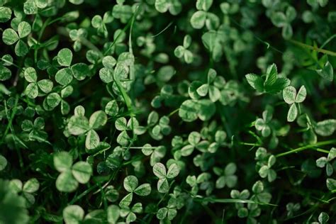 Premium Photo Fresh Green Leaves Of Clover Grass And Micro Clover For