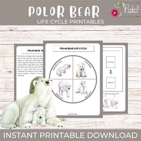 Life Cycle Of A Polar Bear Arctic Animal Unit Study With Fun Facts