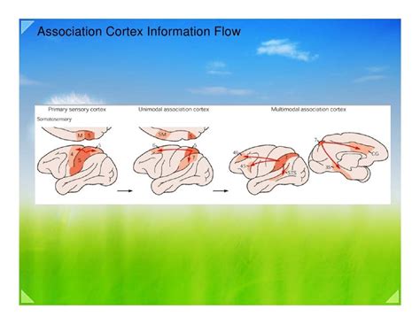 07b Posterior Association Cortex