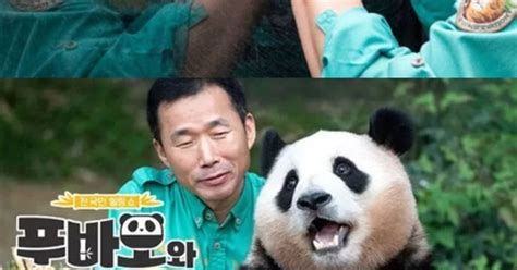 강철원 사육사 향한 악플 푸바오 사랑한다면 적당히 St이슈