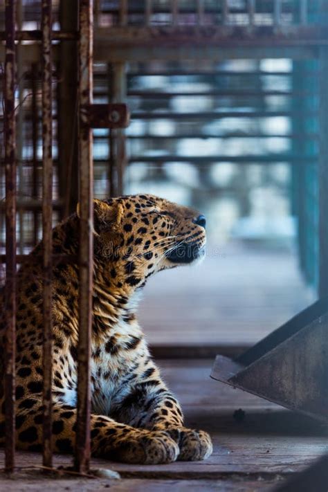 Persian Leopard In A Cage The Animal Is In Captivity Stock Image