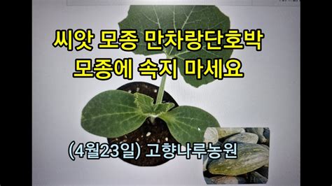 만차랑단호박 모종으로 둔갑한 씨앗 모종에 속지 마세요 Youtube