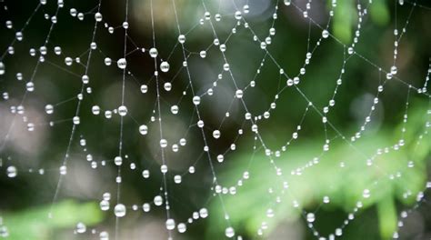 Properties Spider Silk