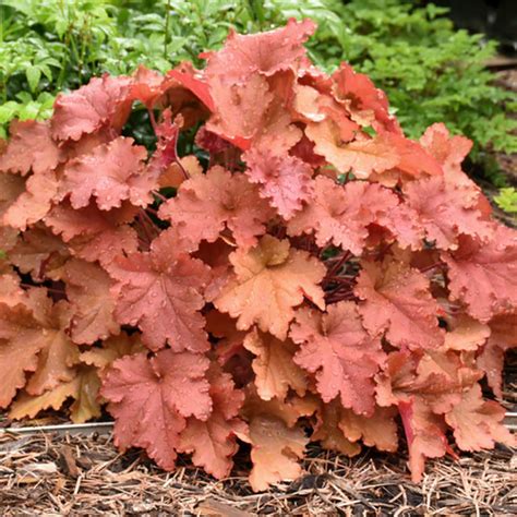 Heuchera Primo Peachberry Ice By Proven Winners Davenport Garden Centre