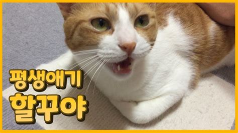 평생 아기고양이로 살고 싶은 우리집 고양이 Youtube