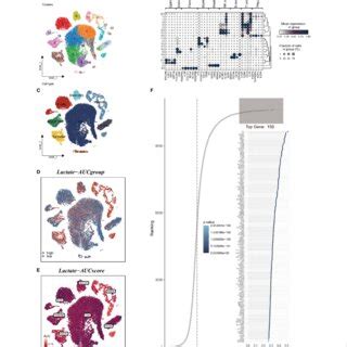 Annotation Of Single Cell Data A The T SNE Plot Showed That All The Download Scientific