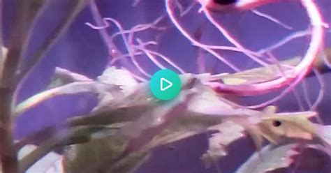 Why Is My Snail Dancing Album On Imgur