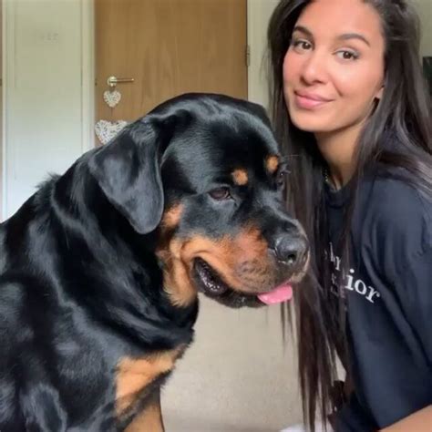 Rottweiler Life Rottweilerlife • Instagram Photos And Videos