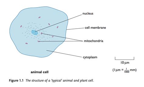 Edexcel Cell Structures Diagram Quizlet