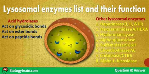 Lysosomal Enzymes List And Their Function Biology Brain