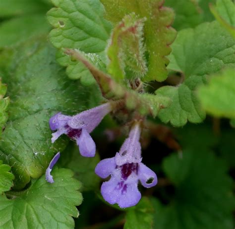 Gundermann I Gundermann Artengruppe Glechoma Hederacea … Flickr