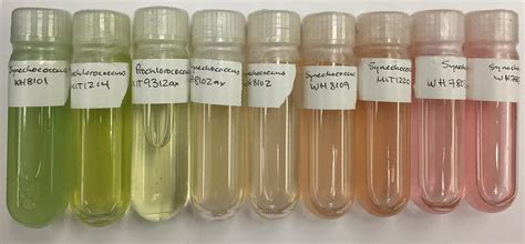 Prochlorococcus And Synechococcus Cultures Photo Taken By … Flickr