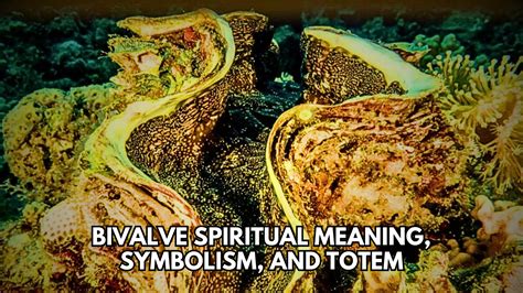 Bivalve Spiritual Meaning Symbolism And Totem 2023