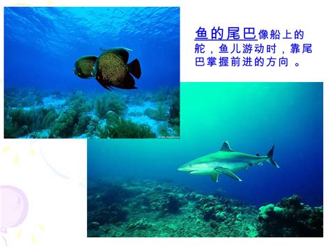 动物尾巴的作用 Ppt