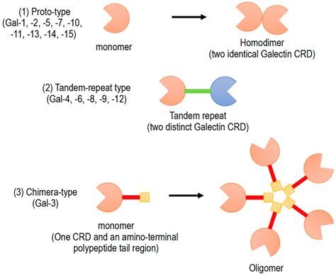 Biomolecules Free Full Text Galectin 3 As A Next Generation