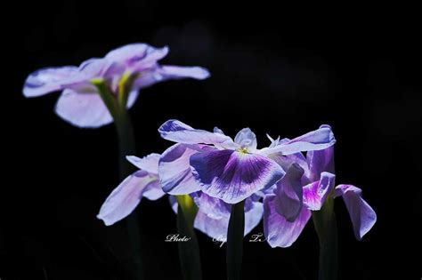 写真讃歌 徒然双紙 水無月の花