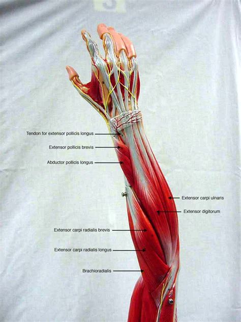 Anterior Muscles Of The Body Labeled Forearm Flexor M