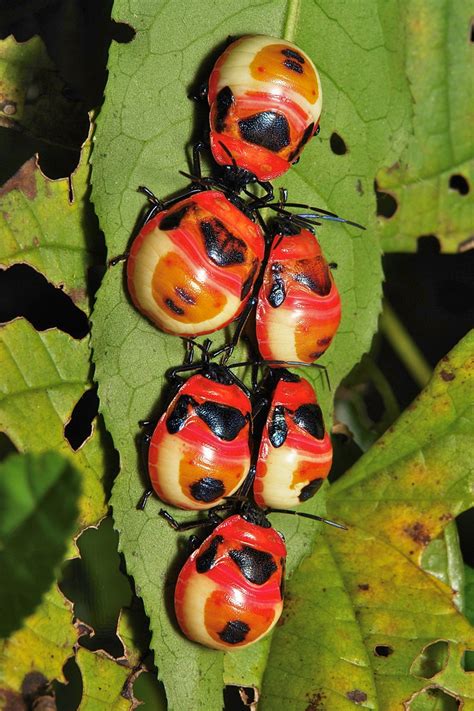 Camellia Shield Bug Or Tea Seed Bug Nymphs Poecilocoris L… Flickr