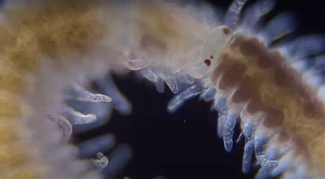 Sea Worms Tail Develops Its Own Eyes And Brain Then Detaches And