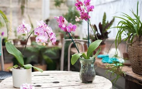 3 Orchid Propagation Techniques My Garden And Greenhouse