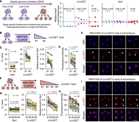 Asymmetric Expression Of LincGET Biases Cell Fate In Two Cell Mouse Embryos Cell