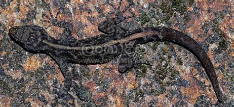 ලංකාවට ආවේණික හූනන් විශේෂ තුනක් සොයාගනී Lankadeepa Online