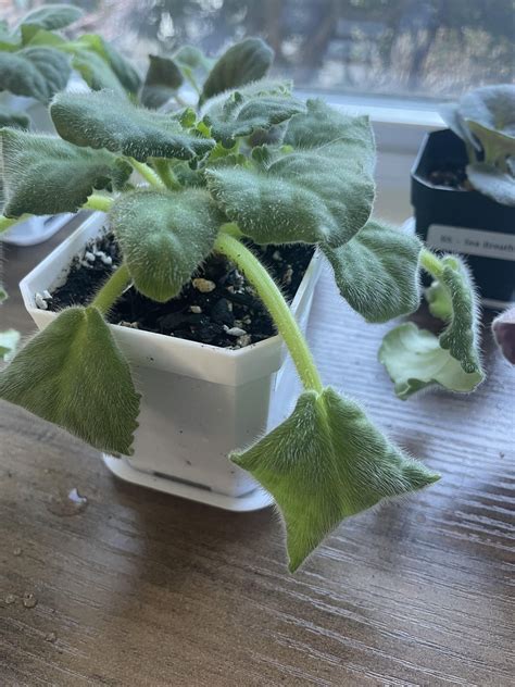 Recently Repotted Why Do My Leaves Look Like This Rafricanviolets