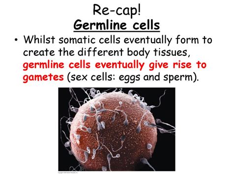 A The Reproductive System Ppt Download