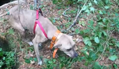 Le Randonneur Entend Des Gémissements Et Des Cris Il Découvre Un