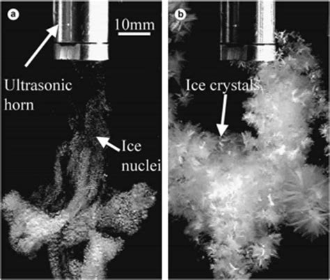 Photographs Of Ice Crystals Nucleated In A 15 Wt Sucrose Solution At