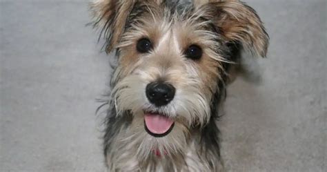 El Snorkie El Cruce Entre Un Schnauzer Miniatura Y Un Yorkshire Vida