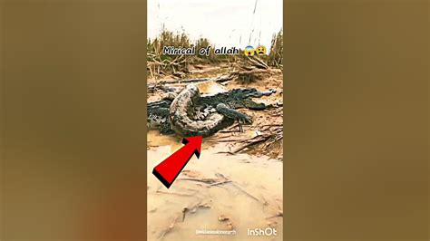 Big Python Attack On Crocodile 🐊😱shorts Youtubeshorts Youtube