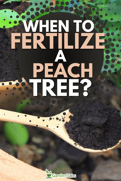 5 Tips For Fertilizing Fruit Trees Artofit