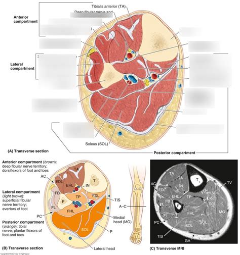 Cross Section Of Lower Leg Diagram Quizlet