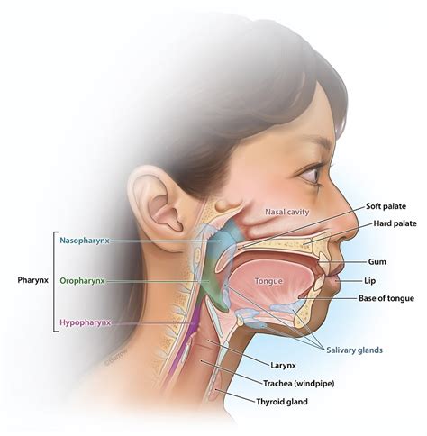 Lingual Tonsil Cancer Pictures Laryngeal Cancer Barrow Neurological