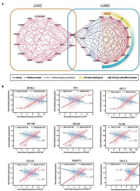 gene co expression networks of rrm2b in lusc and luad a two